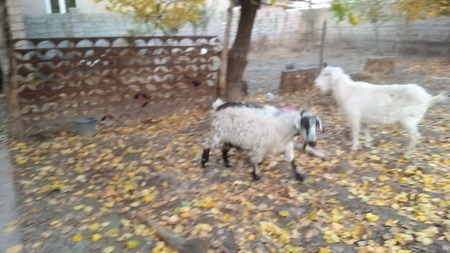 Эчки хонадонники