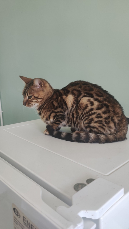 Bengalskiy mushuk