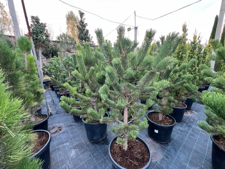 Qora qarag\\\'ay oregon green l Сосна чёрная орегон грин