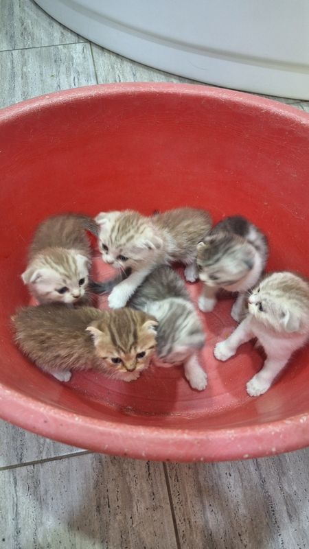 Котята скоттиш фолд