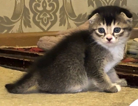 Скоттиш фолды котятя вислоухие