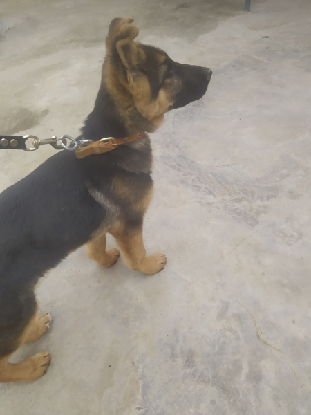 Avcharka 2 oyikdan azgina oti qiz bola kelshamiz kami bor