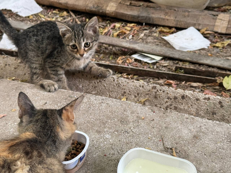 Котята в добрые руки