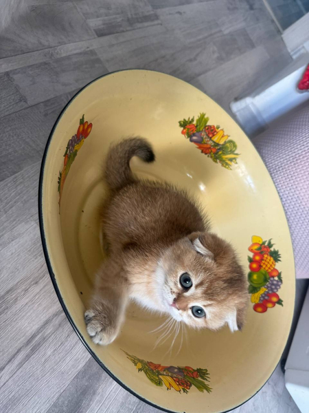 Шиншила мальчики 3 мес