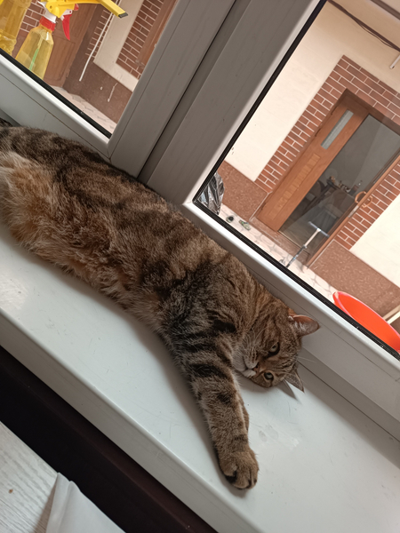 Потерялся кот под кличкой Бакс