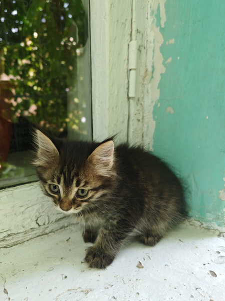 Котята, отдам даром