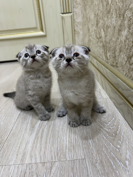 Котенок Скотиш Фолд