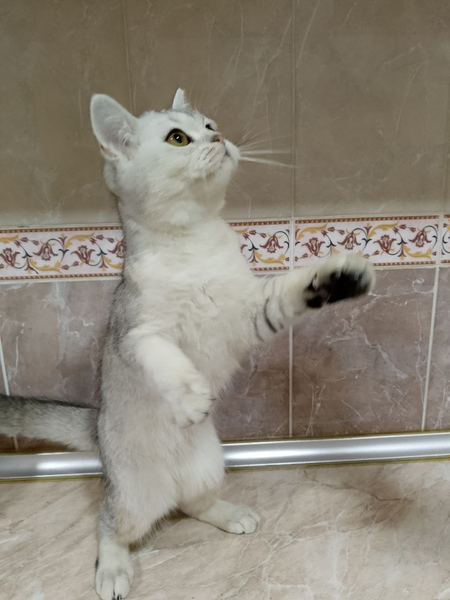 Qiz bola mushuk.