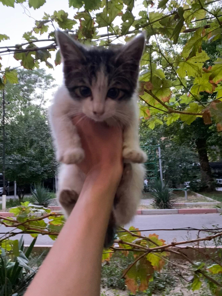 Котенок мальчик бесплатно в хорошие руки
