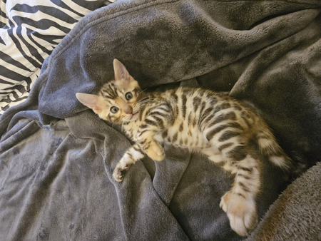 Бенгальские котята