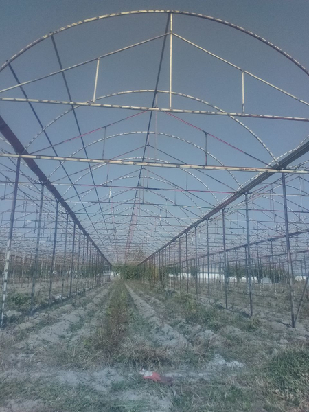 Harhil turdagi issiqhona tom naves stadion qurish hizmati