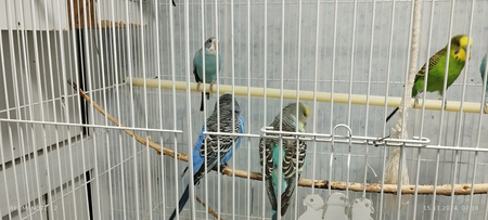Qushlar sotiladi