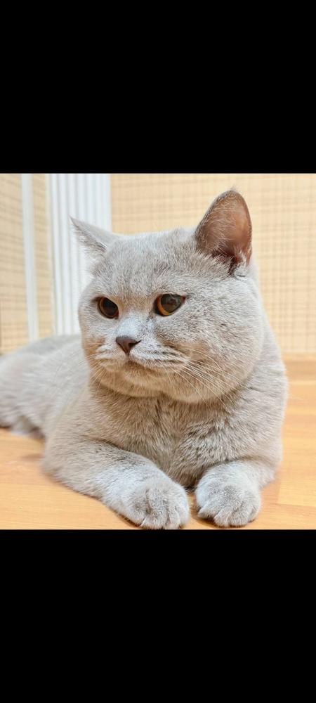 Скотиш фолд ок рангли