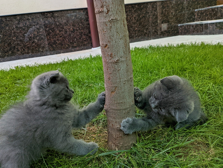 Ласковые котята ждут своих хозяев