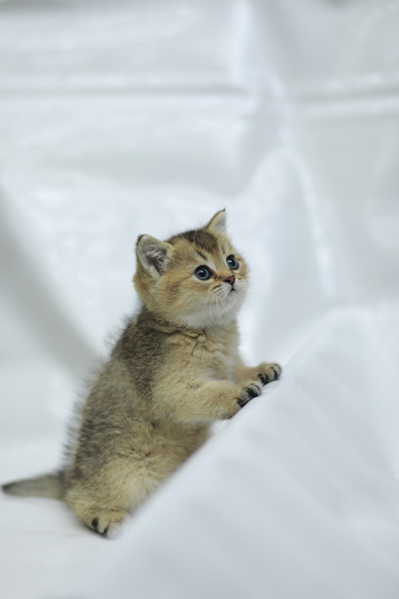 шиншилла кошка mushuk shinshilla strayt