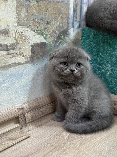 Продаются котята Скоттиш Фолд