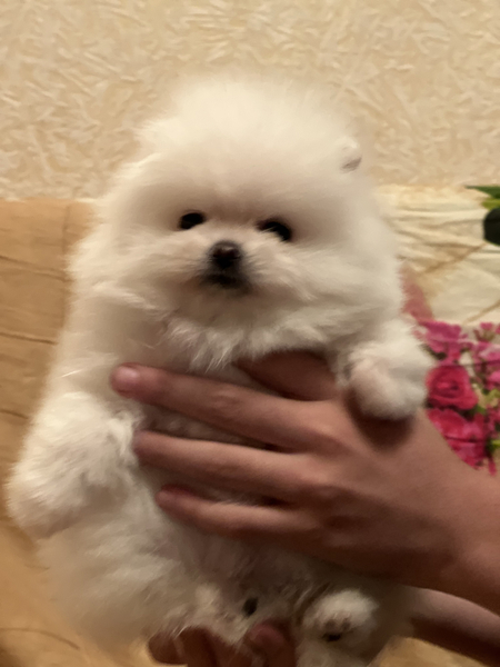 Померанцы
