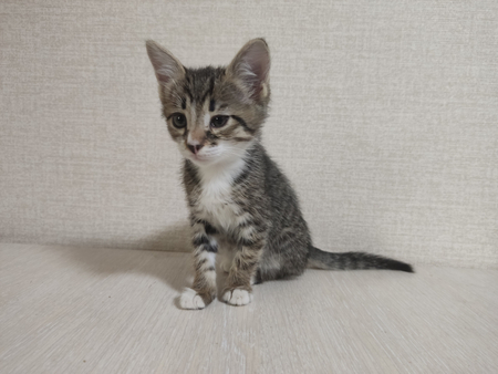Кошечка в добрые руки