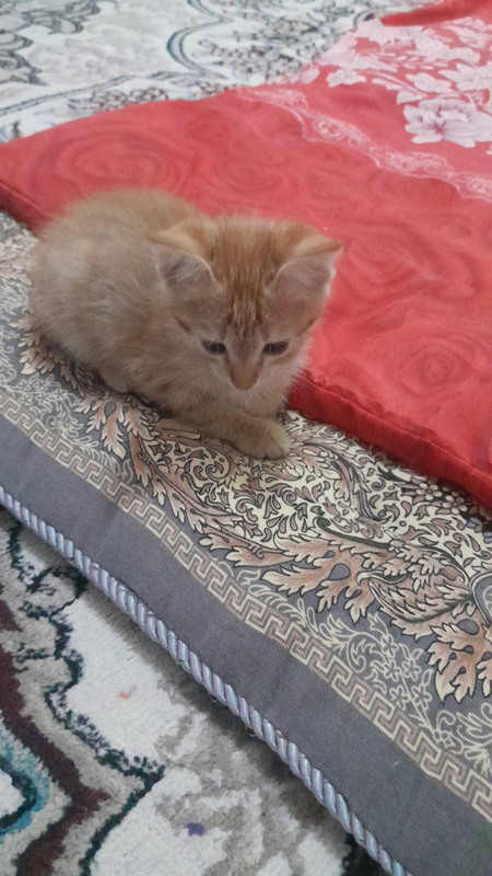 Домашние котенки 2 месяца