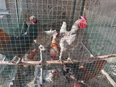 Продается Курицы 3кораз 9макен