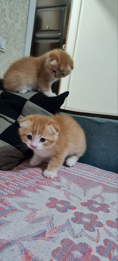 Продаются котята мальчики Скоттиш-фолд