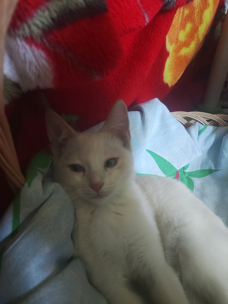 Котенок белый с голубыми глазами