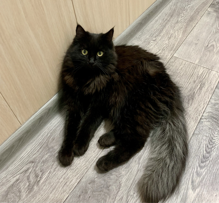 Продается котенок окраса Тэбби!