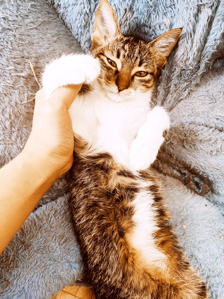 В хорошие руки отдается котенок