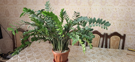 Замиокулькас цветок