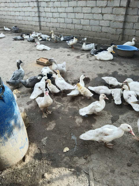 Indoutka jojalari утята индоутки