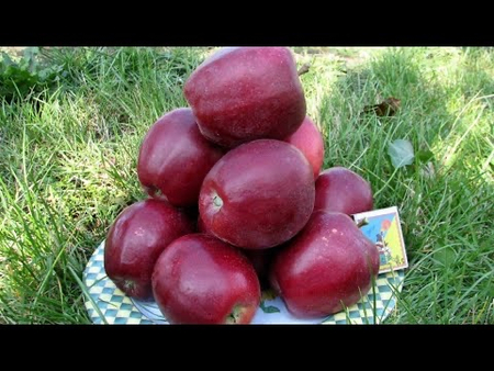 Бахмал олма сотилади