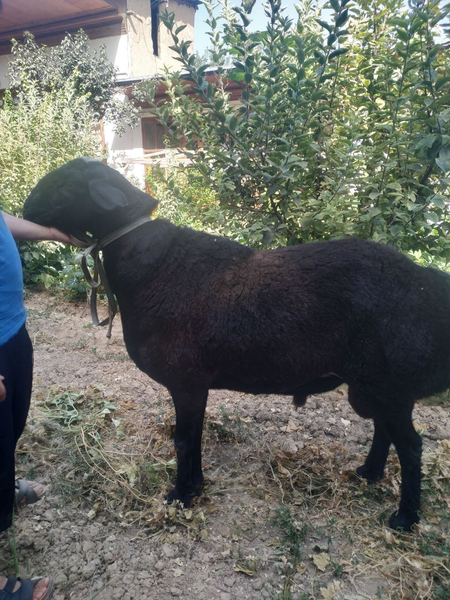 Qochqorlar bor toy va marosimlar uchun.