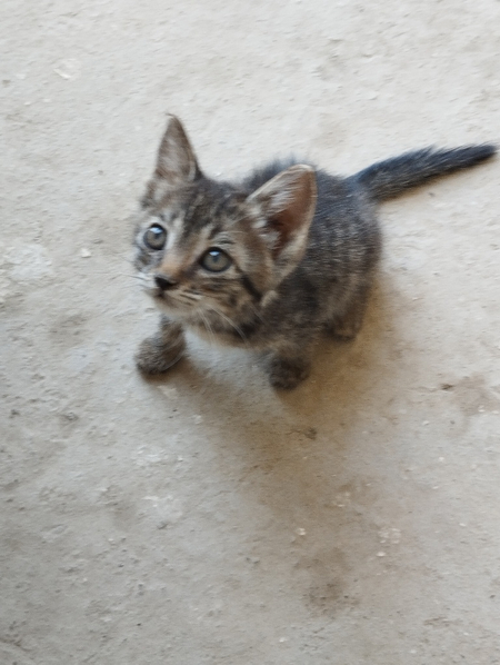 Котенки... 2- месячные...