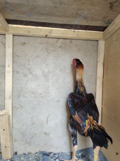 Dakan xoʻroz va toʻvuq