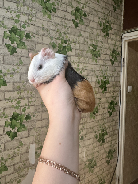 Продаются морские свинки