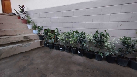Xonaki gullar, комнатное растение
Benjamin ficus