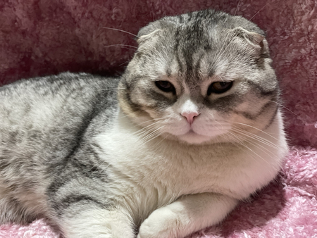 Продаю кота скотиш фолд
