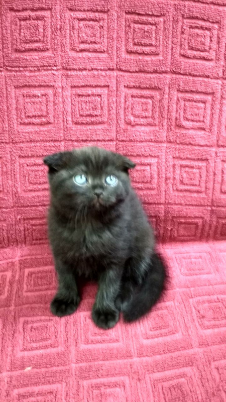 Продаются котята породы скотиш