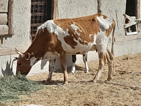 Qisir sigirlar sotiladi 1 va 2qorin tug‘gan