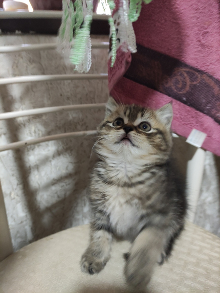 Шотландские Скотиш страйт мальчик