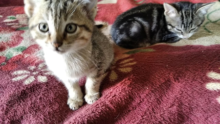 Отдам котят в добрые руки!