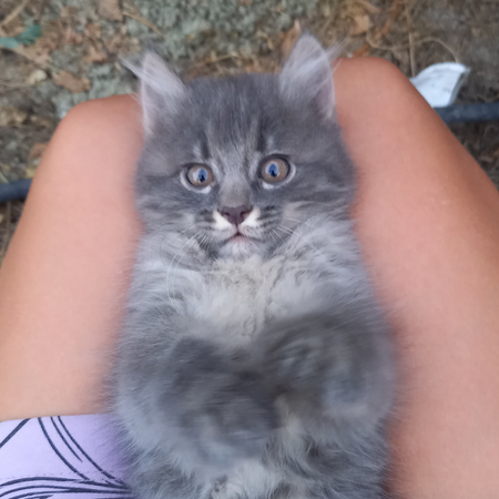 Котик как картинка