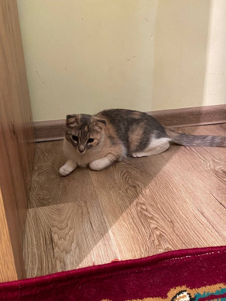 Вислоухая кошка 5 месяцев