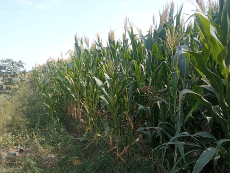2 gektar Makkajoʻxori silos 1 kg
