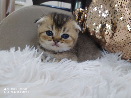 Котята от правильной вязки