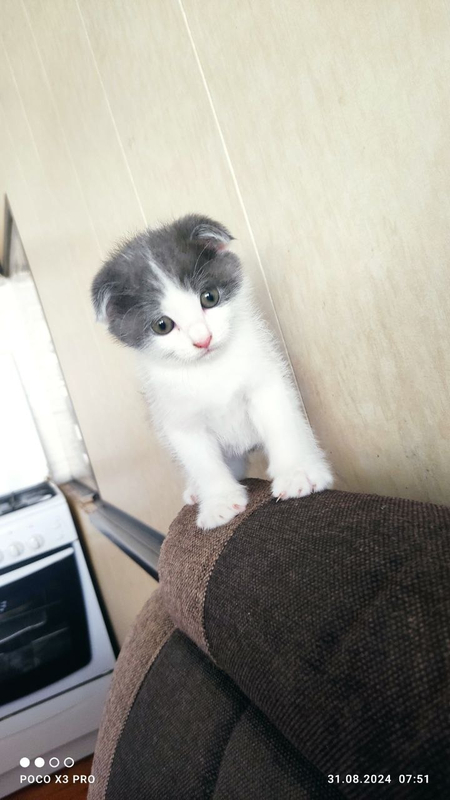 Котята Шотландские
