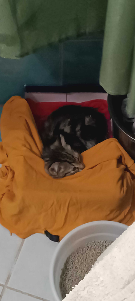 Отдам даром хорошего кота