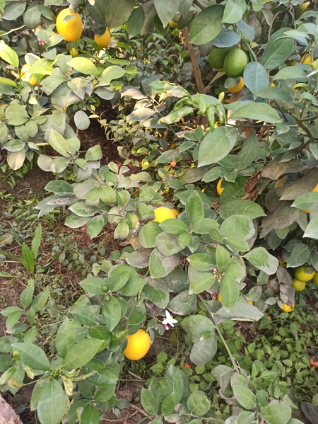 Lemon limon bor sotiladiga