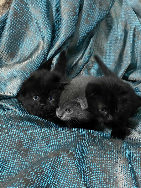 Котята скоттиш-фолд
