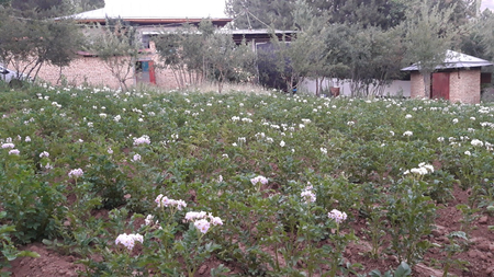 Sijjak qishlog'ida yer sotiladi
